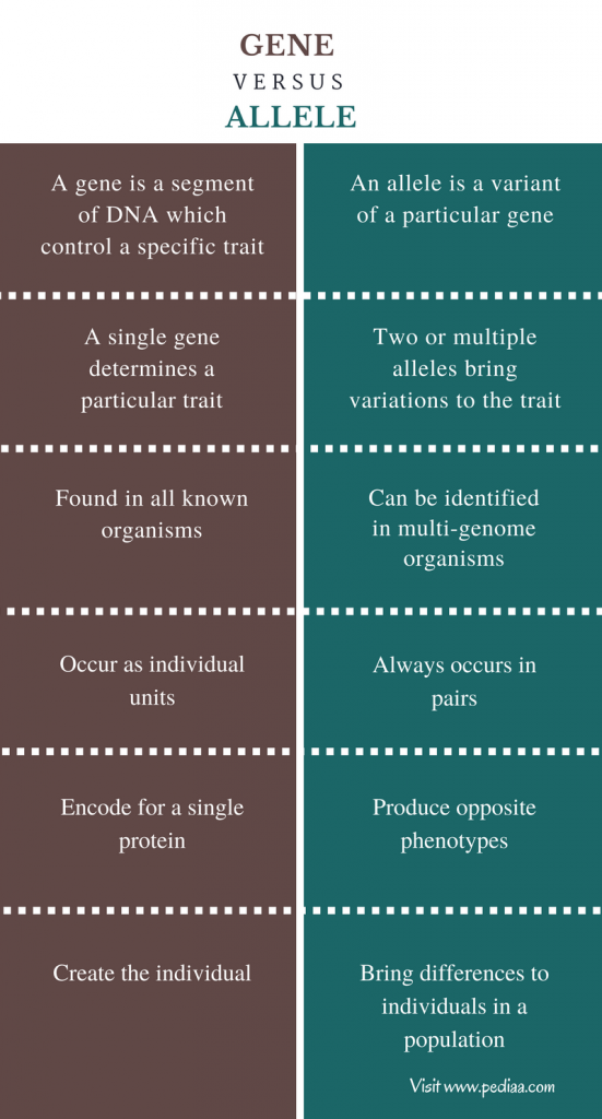 Difference Between Gene and Allele | Definition, Structure, Function ... Difference Between Gene and Allele | Definition, Structure, Function ...