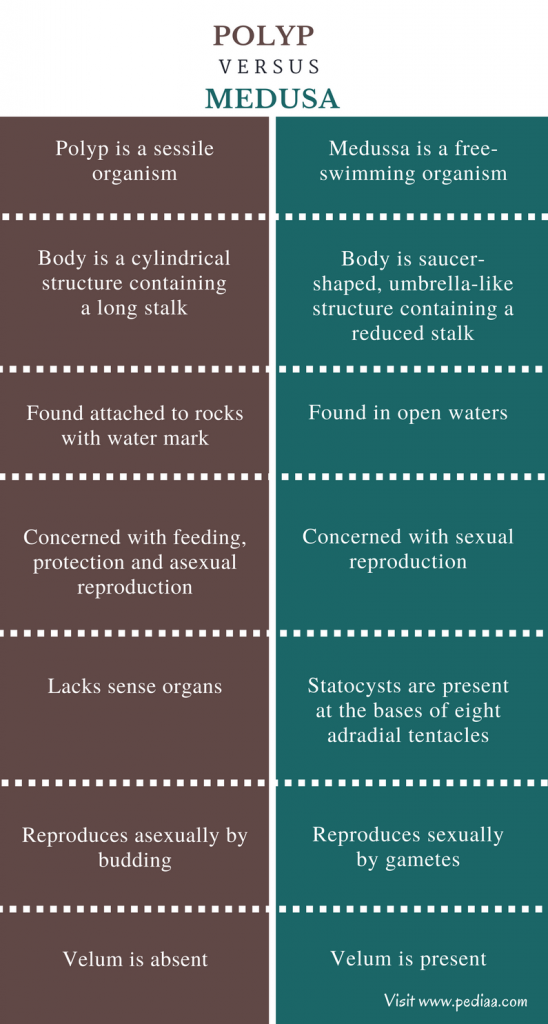Difference Between Polyp and Medusa - Pediaa.Com