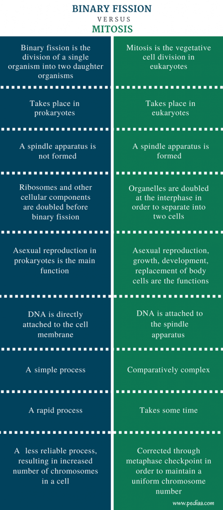Difference Between Binary Fission and Mitosis | Mechanism, Phases ...