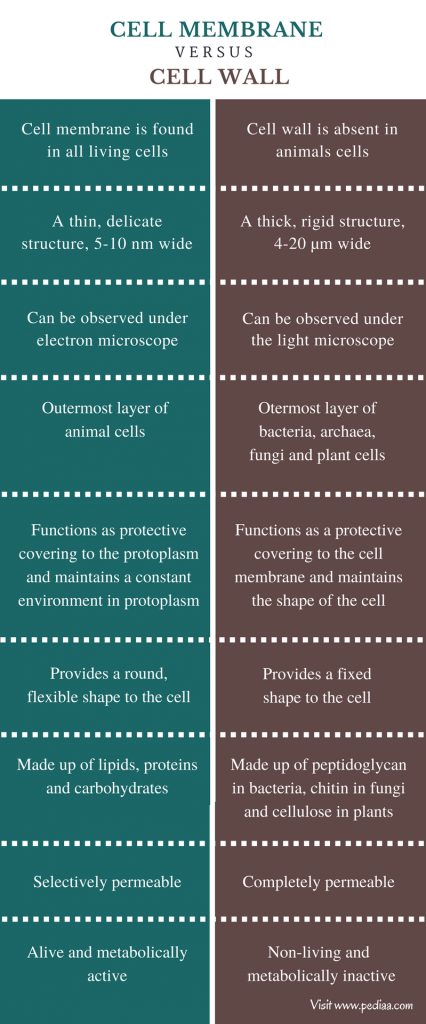 Difference Between Cell Membrane and Cell Wall | Structure, Composition, Function