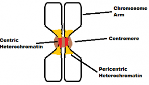 Difference Between Centromere and Kinetochore | Definition, Structure ...