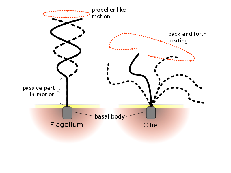 Difference Between Cilia and Flagella | Structure, Types, Functions ... Difference Between Cilia and Flagella | Structure, Types, Functions ...