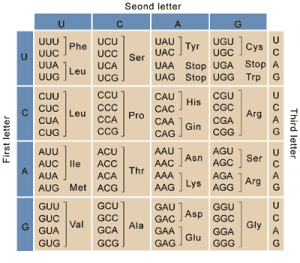 Difference Between Codon and Anticodon | Definition, Features, Comparison