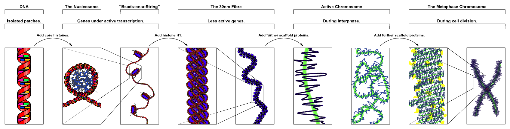 Difference Between Euchromatin and Heterochromatin | Characteristics ... Difference Between Euchromatin and Heterochromatin | Characteristics ...
