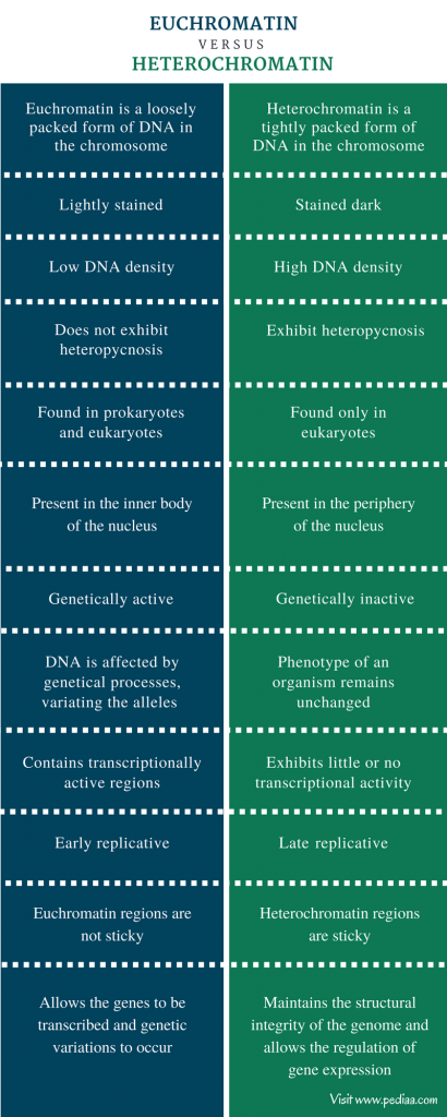 Difference Between Euchromatin and Heterochromatin | Characteristics ...