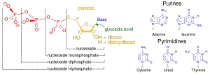 Difference Between Nucleotide and Nucleoside | Structure ...