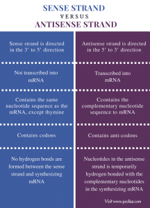 Difference Between Sense and Antisense Strand – Pediaa.Com