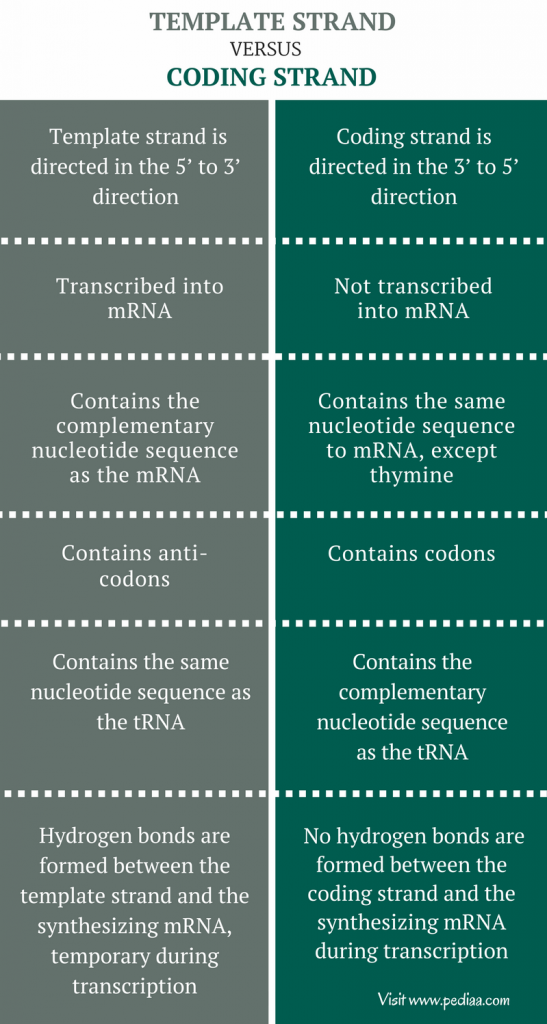 Difference Between Template And Coding Strand Definition 