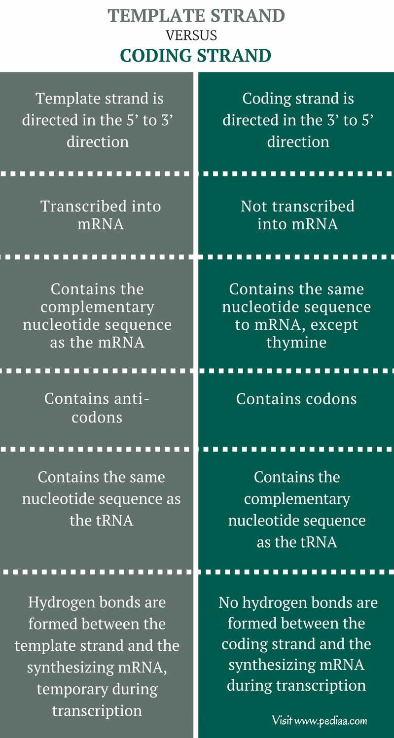 Coding Vs Template Strand