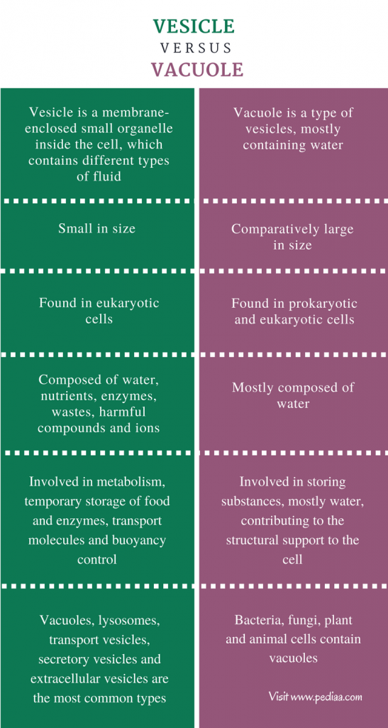 Difference Between Vesicle and Vacuole | Structure, Types, Functions ...