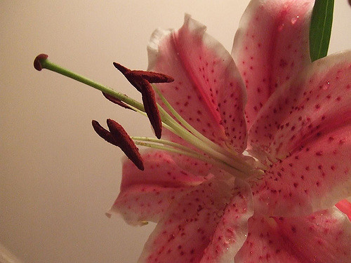 Difference Between Autogamy Geitonogamy and Xenogamy | Definition ...