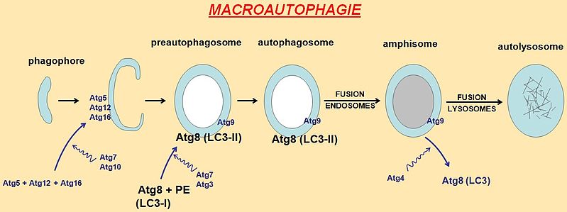 Difference Between Autophagy and Phagocytosis - Pediaa.Com Difference Between Autophagy and Phagocytosis - Pediaa.Com