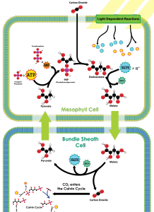 Difference Between C3 and C4 Cycle | Characteristics, Process, Function