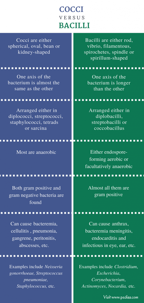 Diferença Entre Cocci e Bacilos | Características, Estrutura, Exemplos ...