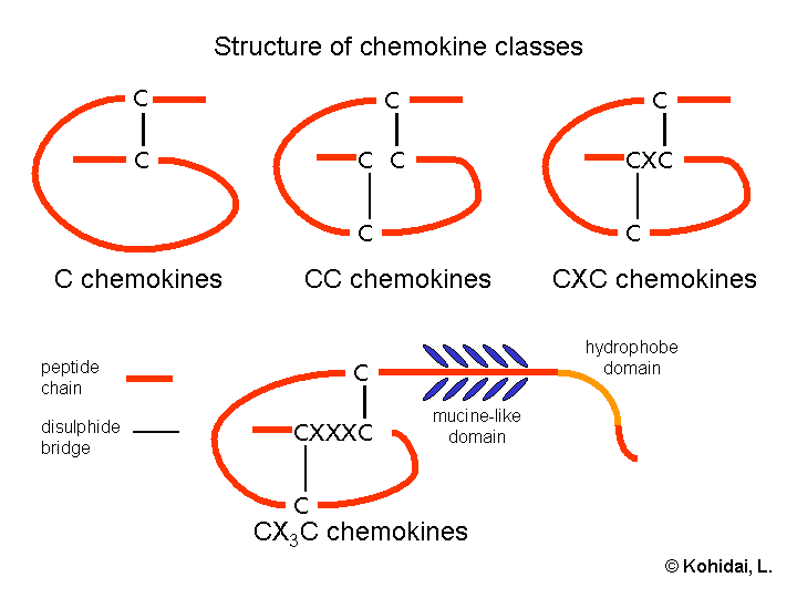 Difference Between Cytokines and Chemokines | Structure, Types, Function Difference Between Cytokines and Chemokines | Structure, Types, Function