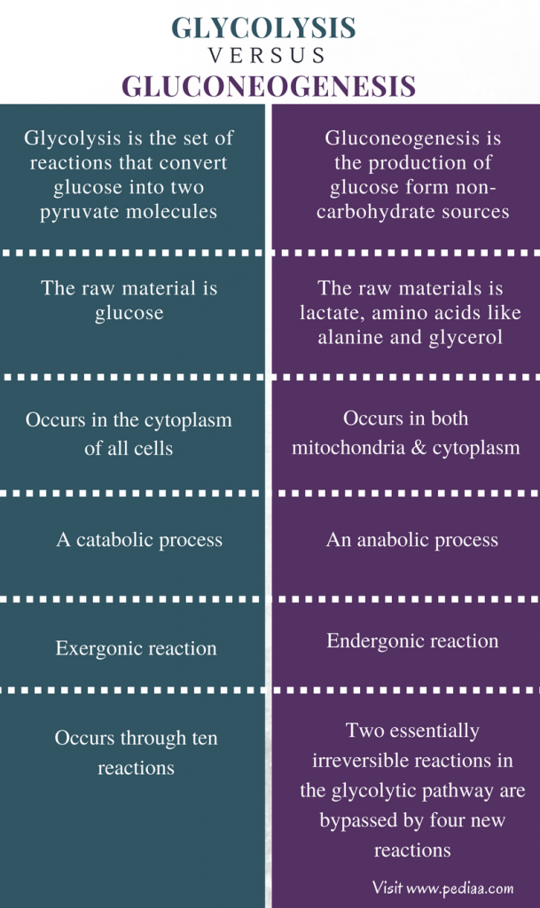 Difference Between Glycolysis and Gluconeogenesis | Process, Structure ...