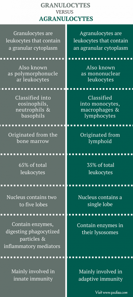 Difference Between Granulocytes and Agranulocytes | Definition ...