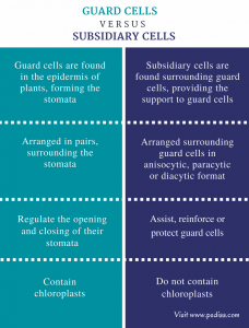 Difference Between Guard Cells and Subsidiary Cells | Characteristics ...