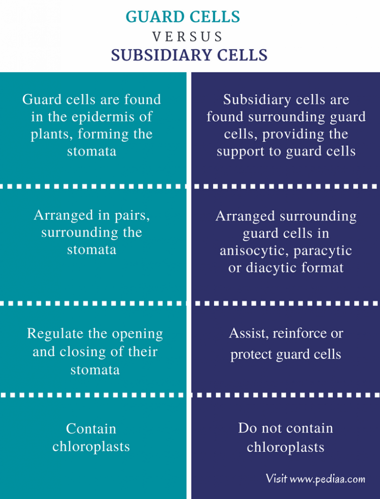Difference Between Guard Cells and Subsidiary Cells | Characteristics ...