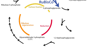 Pediaa.Com - Page 451 of 679 - Know about Anything