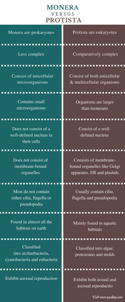 Difference Between Monera and Protista | Characteristics ...