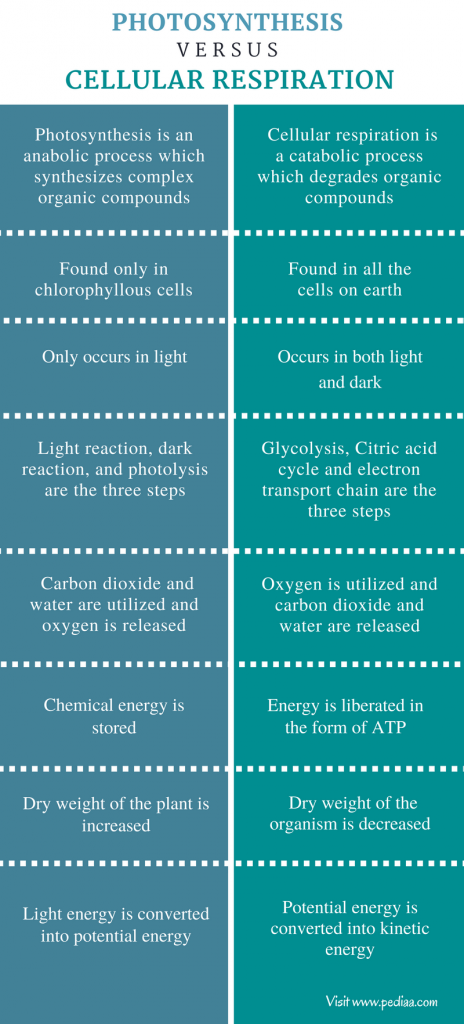 Difference Between Photosynthesis and Cellular Respiration - Pediaa.Com Difference Between Photosynthesis and Cellular Respiration - Pediaa.Com