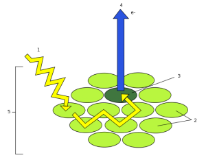 Difference Between Photosystem 1 and 2 | Definition, Characteristics ...