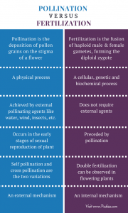 Difference Between Pollination and Fertilization | Definition ...