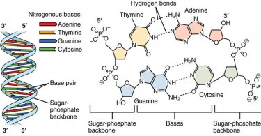 Pediaa.Com - Page 449 of 680 - Know about Anything