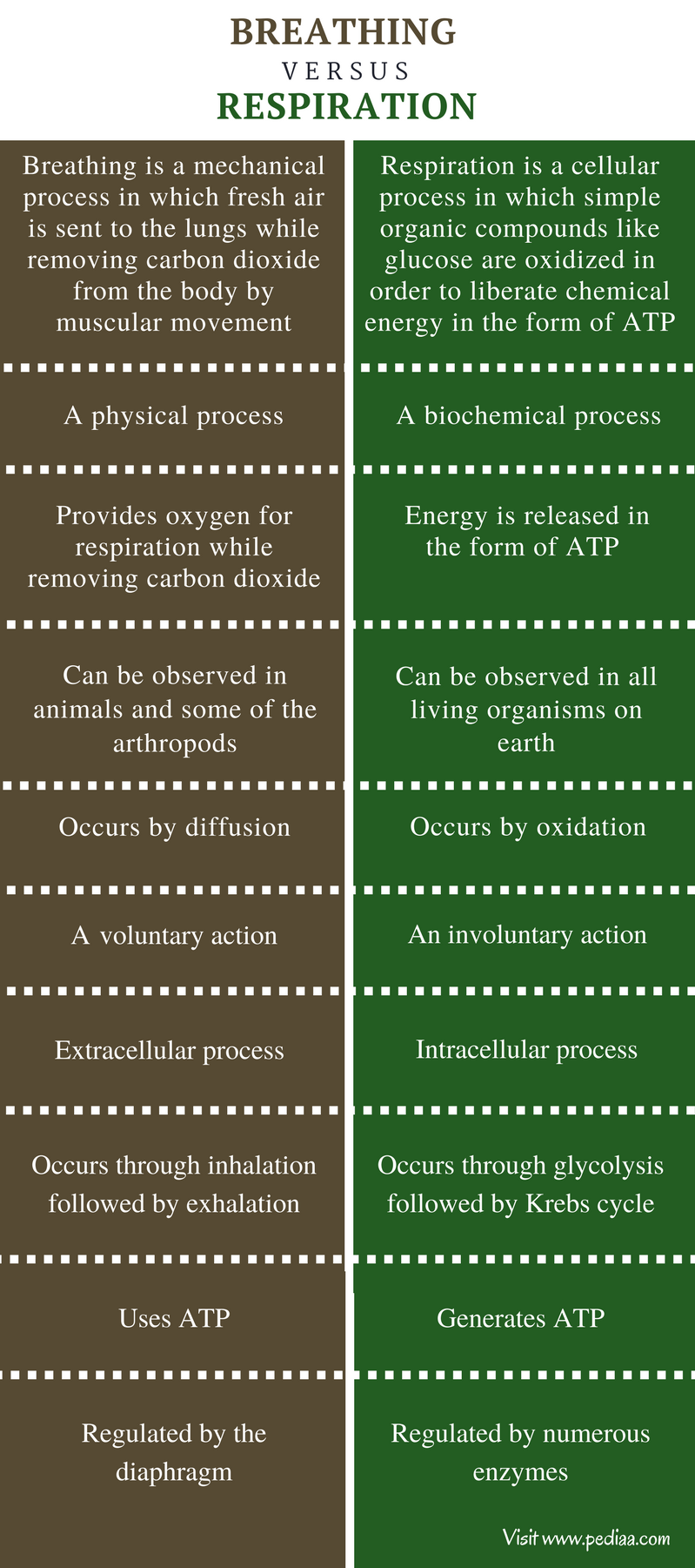 Difference Between Breathing And Respiration Definition Process