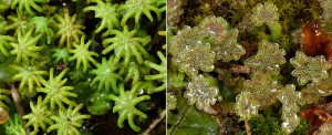 Difference Between Gametophyte and Sporophyte – Pediaa.Com
