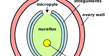 Science Archives - Page 229 of 284 - Pediaa.Com