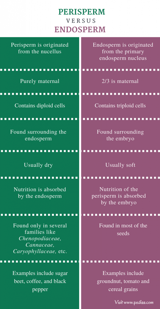 Difference Between Perisperm and Endosperm | Definition ...