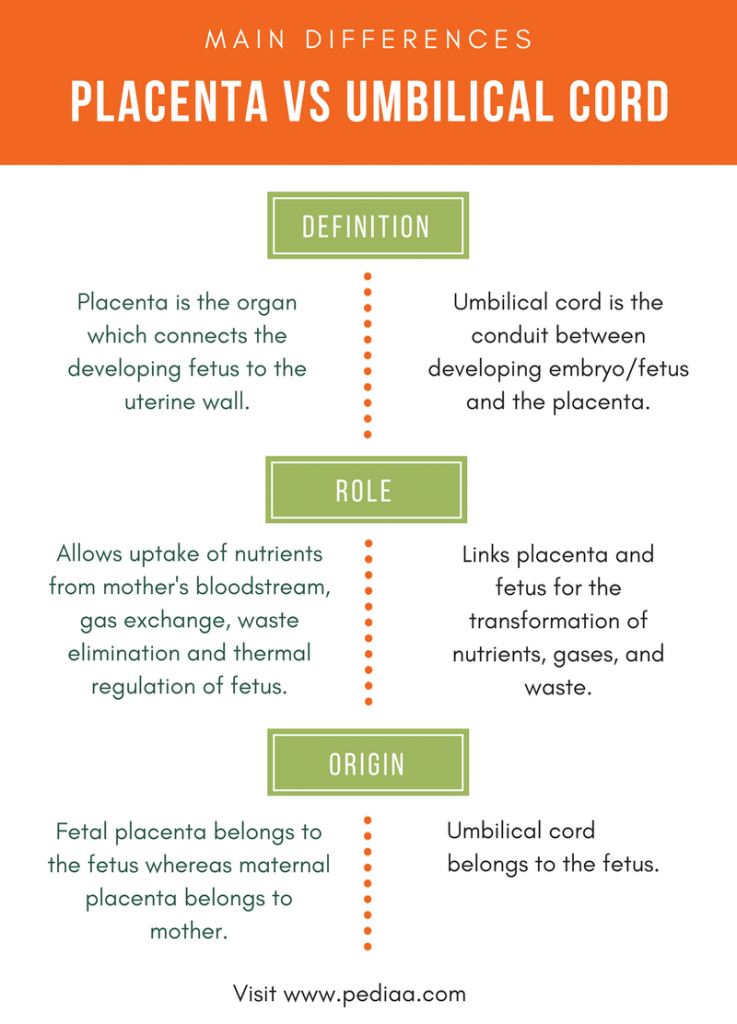 Difference Between Placenta and Umbilical Cord | Definition, Structure, Role