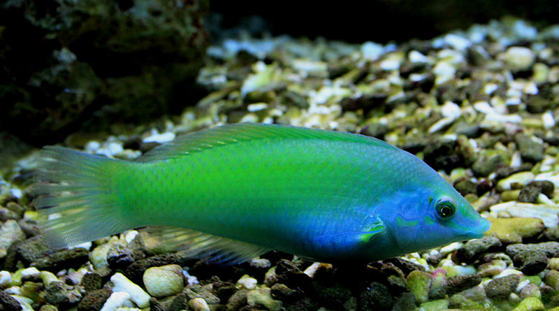 Difference Between Protandry and Protogyny | Definition ...