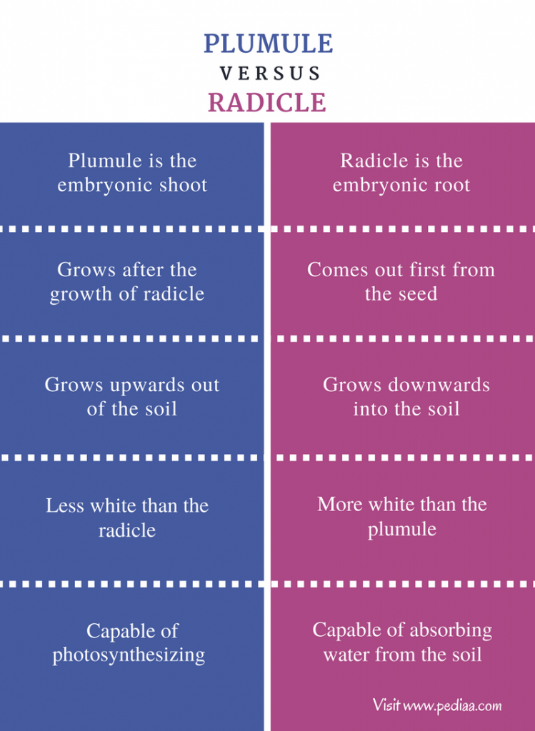 Difference Between Plumule and Radicle | Definition, Structure ...