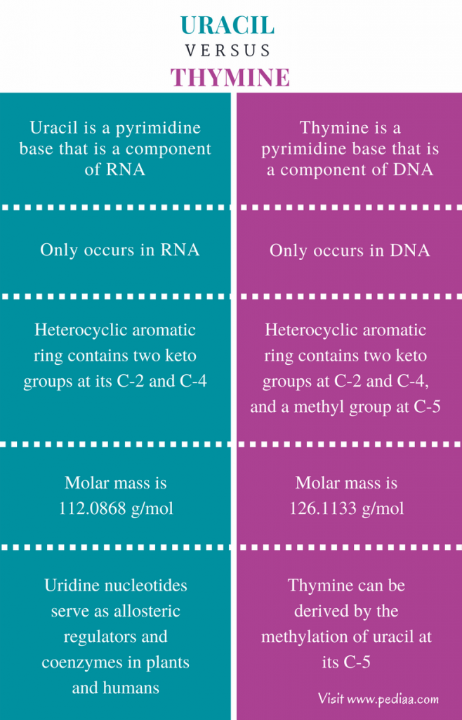 Difference Between Uracil and Thymine | Definition, Structure ...