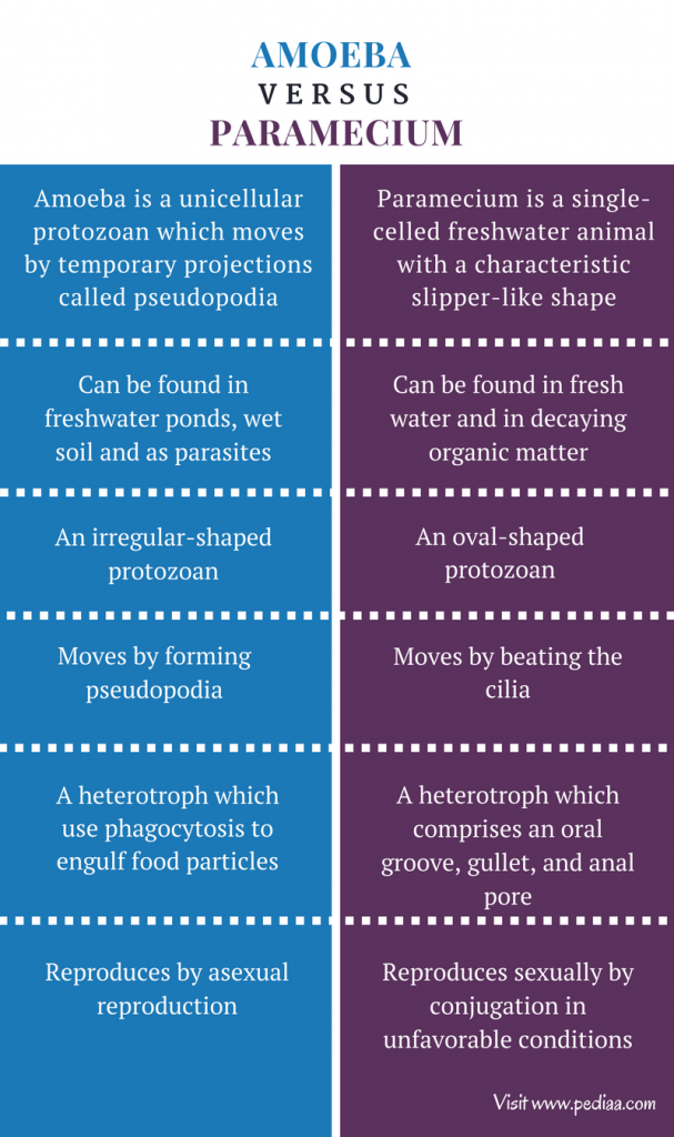 Difference Between Amoeba and Paramecium | Structure, Characteristics ...
