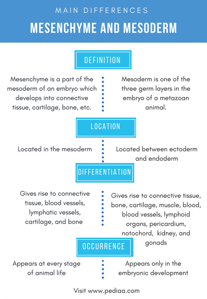 Difference Between Mesenchyme and Mesoderm | Definition, Structure ...