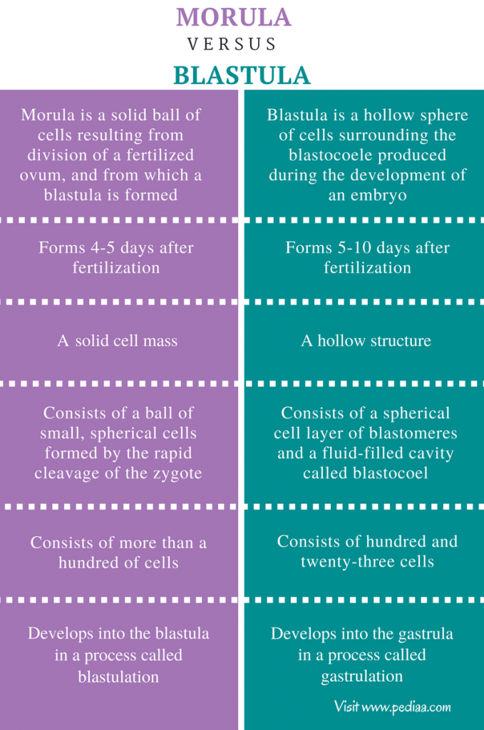 Difference Between Morula and Blastula | Definition, Structure ...