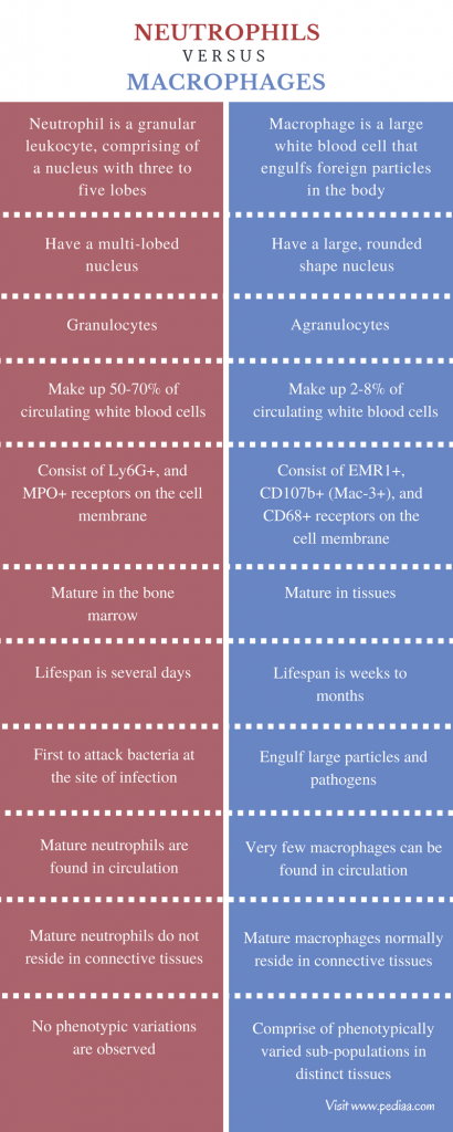 Difference Between Neutrophils and Macrophages | Definition, Types ...