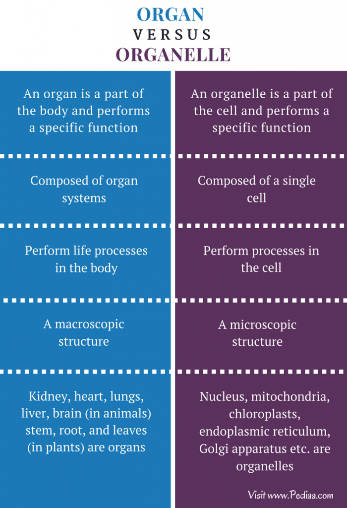 Difference Between Organ and Organelle | Definition, Composition, Role ...
