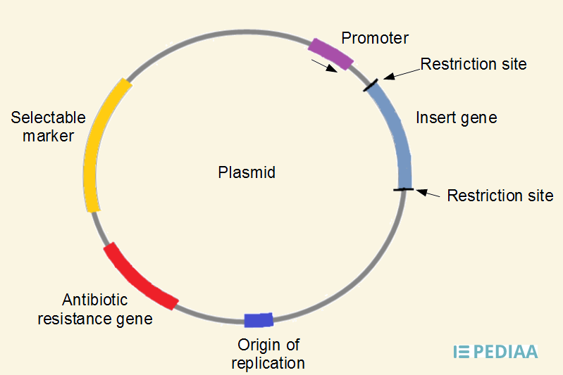 Difference Between Plasmid And Cosmid Features Structure Uses Images