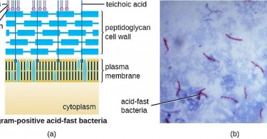 Microbiology Archives - Page 8 of 8 - Pediaa.Com