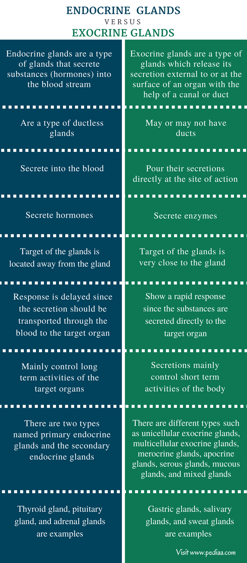 Difference Between Endocrine And Exocrine Glands Definition Types