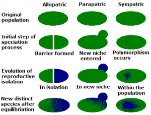 Difference Between Evolution and Speciation | Definition, Features ...