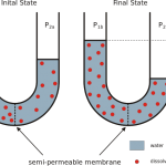 Difference Between Hydrostatic and Osmotic Pressure | Definition, Equation, Calculation