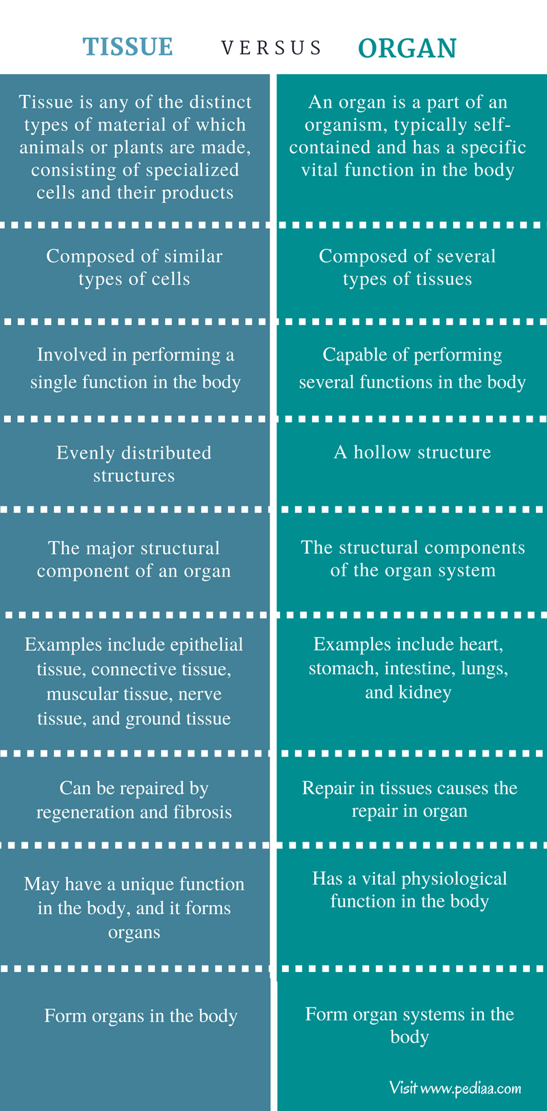Difference Between Tissue And Organ Definition Types Function