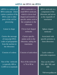 Difference Between mRNA tRNA and rRNA | Definition, Features, Function ...