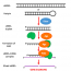 Difference Between miRNA and siRNA | Definition, Features, Function